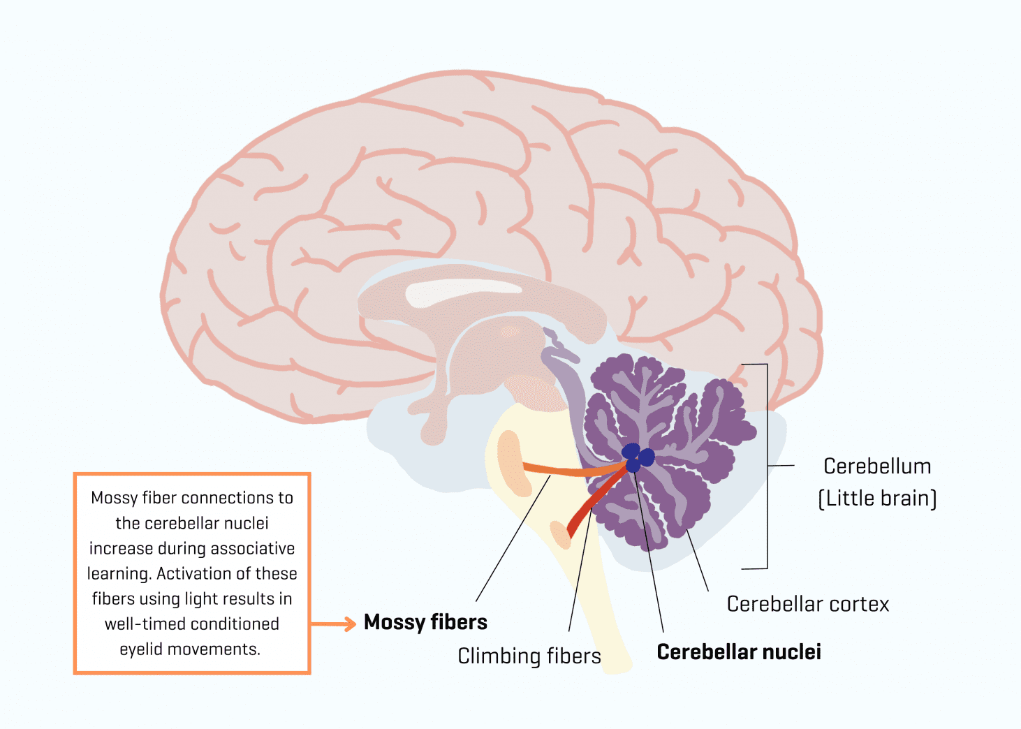 Our cerebellar nuclei turn out to be more important than initially ...